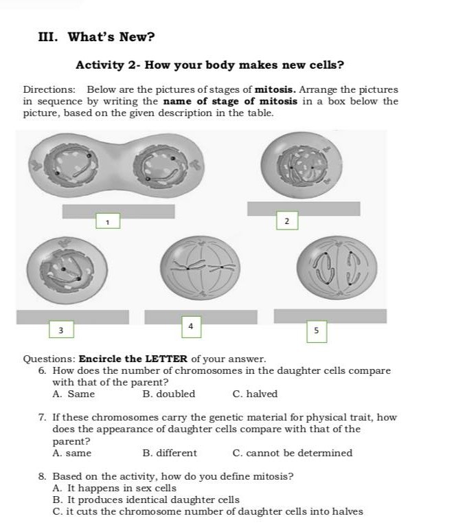 III. What's New? Activity 2- How your body makes new cells? Directions ...