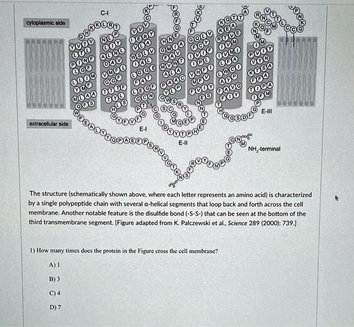 C-I cytoplasmic side extracellular side E-I E-II NH?-terminal E-III The ...