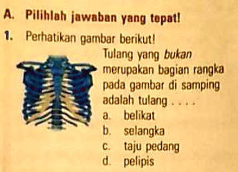 SOLVED: Tulang yg bukan merupakan bagian rangka pada gambar disamping ...
