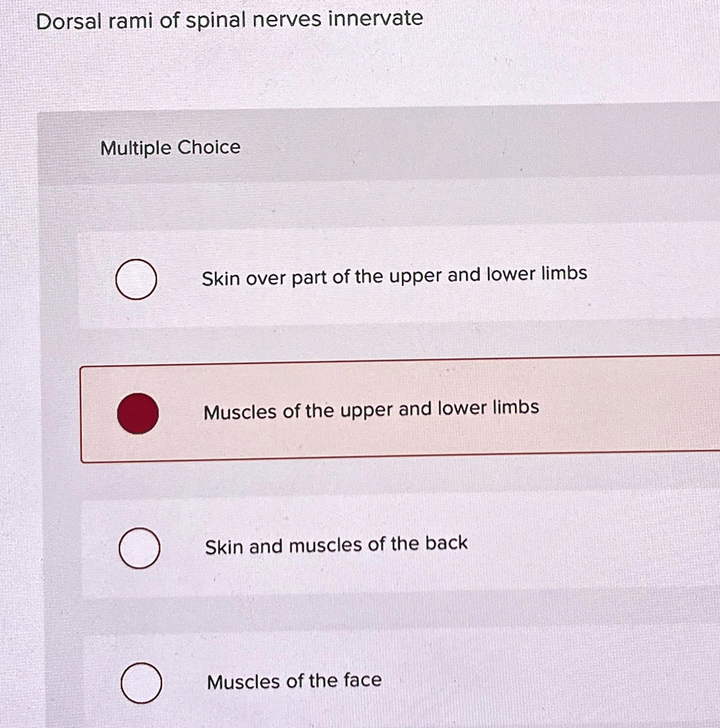 Dorsal rami of spinal nerves innervate Multiple Choice Skin over part ...
