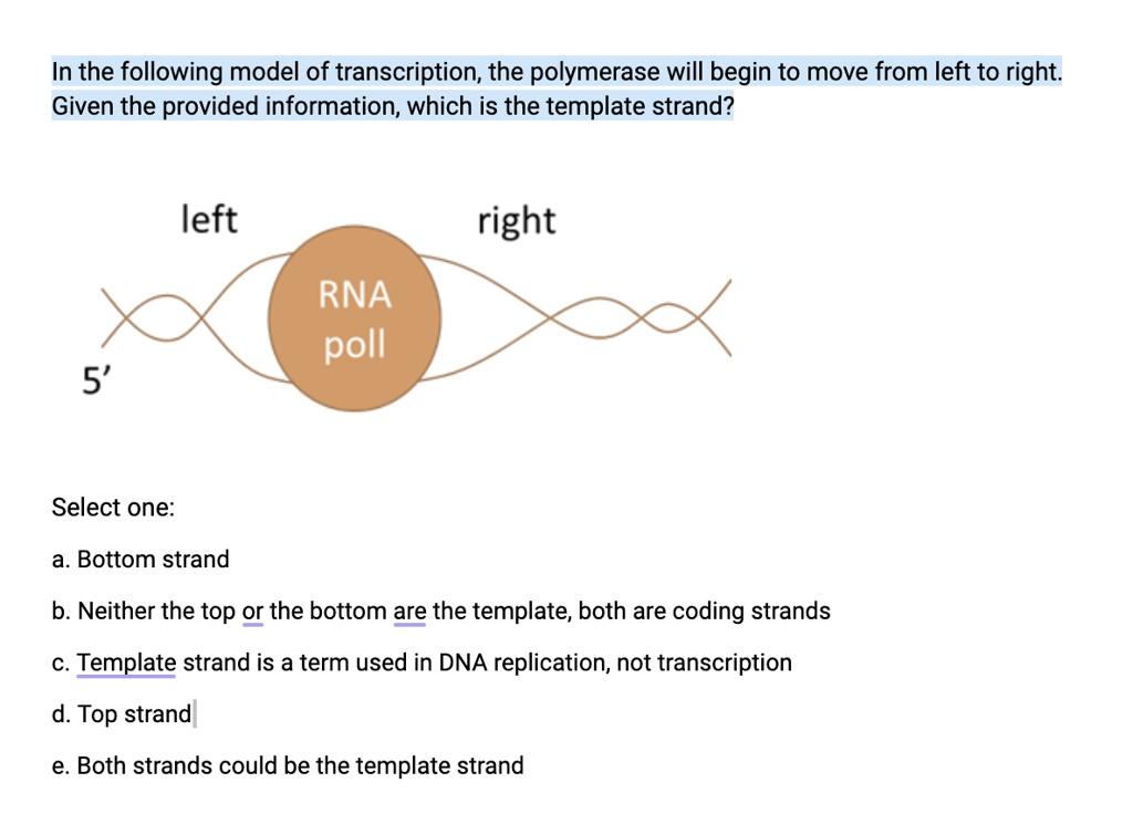 In the following model of transcription, the polymerase will begin to ...