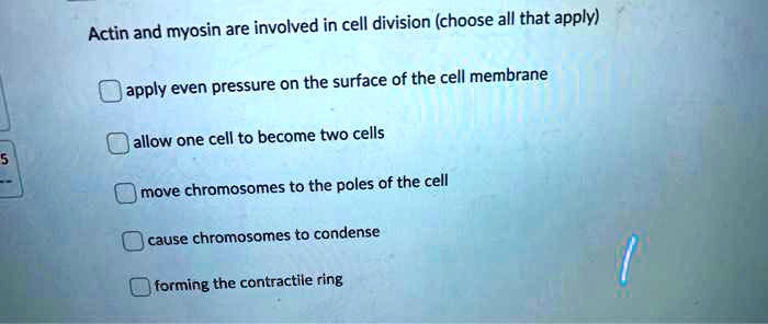SOLVED: are involved in cell division (choose all that apply) Actin and ...
