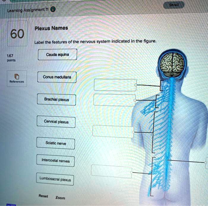 SOLVED: Text: Learning Assignment 11i Plexus Names 60 - Label the ...