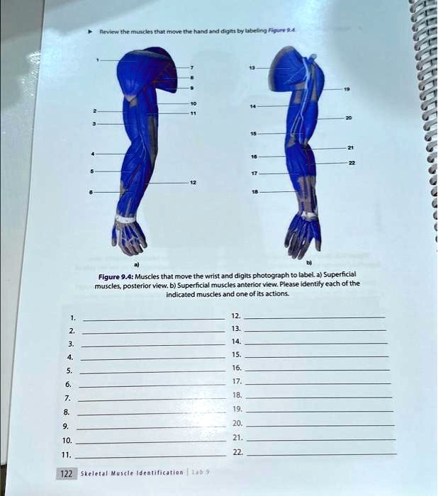 Review the muscles that move the hand and digits by labeling Figure 9.4 ...
