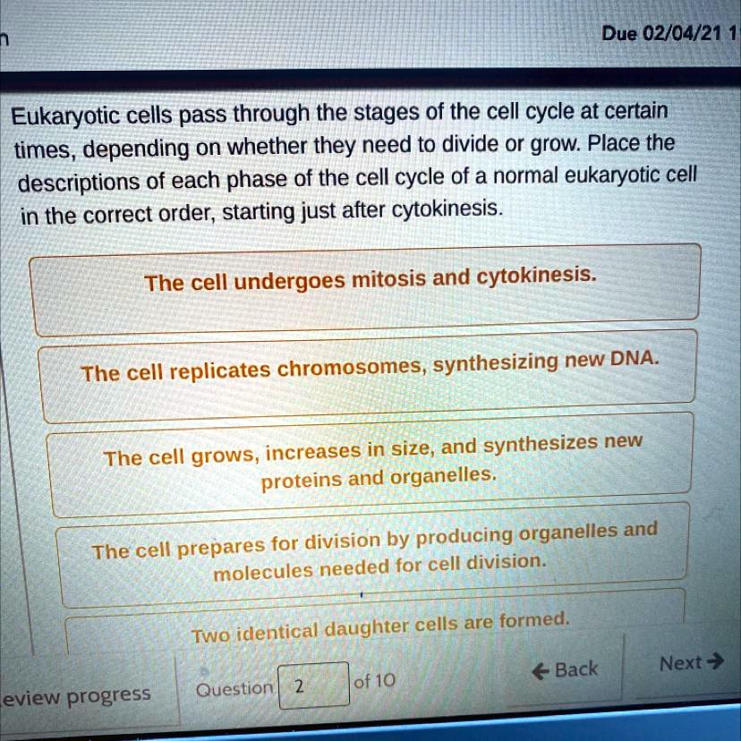 Eukaryotic cells pass through the stages of the cell cycle at certain ...