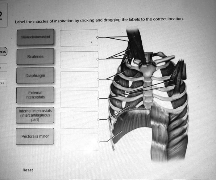 2 Label the muscles of inspiration by clicking and dragging the labels ...