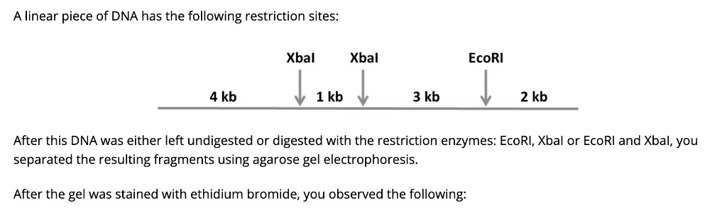 SOLVED: linear piece of DNA has the following restriction sites: Xbal ...