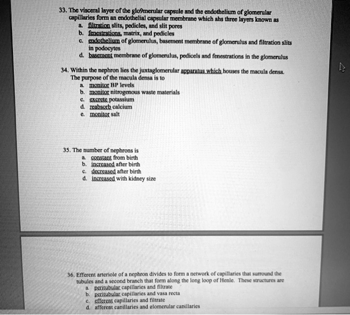 33. The visceral layer of the glomerular capsule and the endothelium of ...
