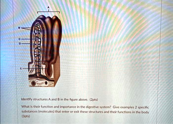 Identify structures A and B in the figure above.2pts) What is their function and importance in ...