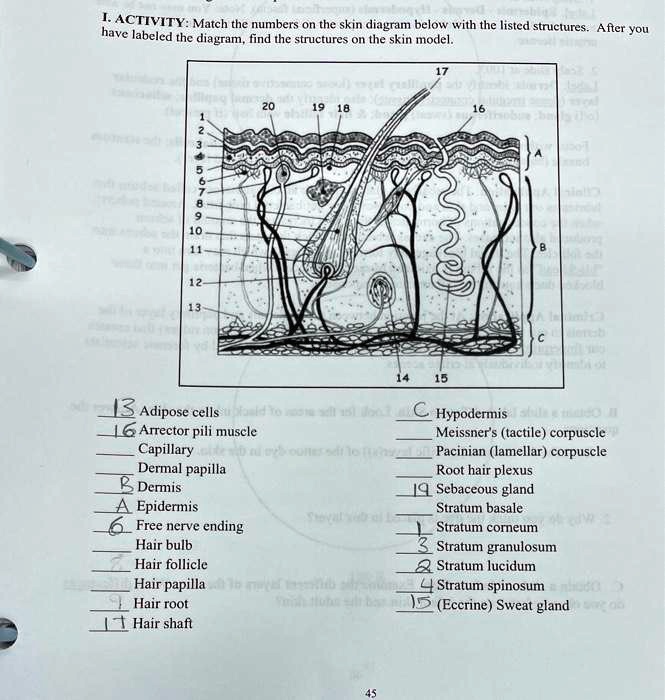 I. ACTIVITY: Match the numbers on the skin diagram below...