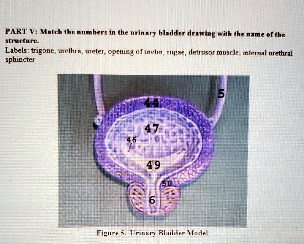 part v match the numbers in the urinary bladder drawing iith the name of the structure labels ...