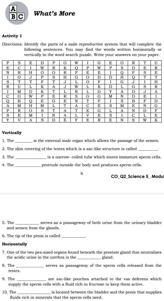 What's More Activity 1 Directions: Identify the parts of a male ...