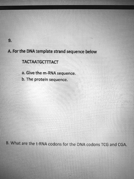 SOLVED: For the DNA template strand sequence below: TACTAATGCTTTACT a. Give the mRNA sequence. b ...