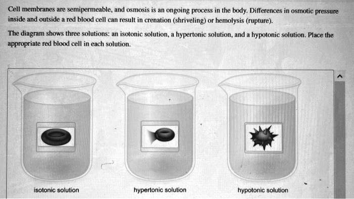 SOLVED: Cell membranes are semipermeable, and osmosis is an ongoing ...