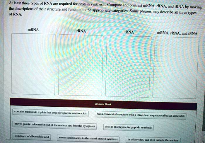 SOLVED: At least three types of RNA are required for protein synthesis ...