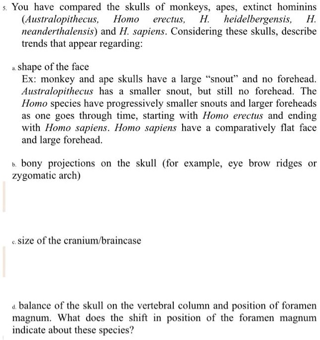 SOLVED: You have compared the skulls of monkeys, apes, extinct hominins ...