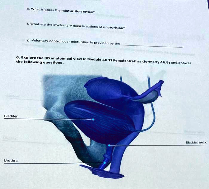 SOLVED: a. What triggers the micturition reflex? b. What are the ...