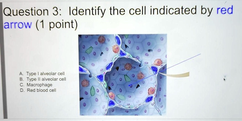 SOLVED: Question 3: Identify the cell indicated by red arrow (1 point) Type | alveolar cell Type ...