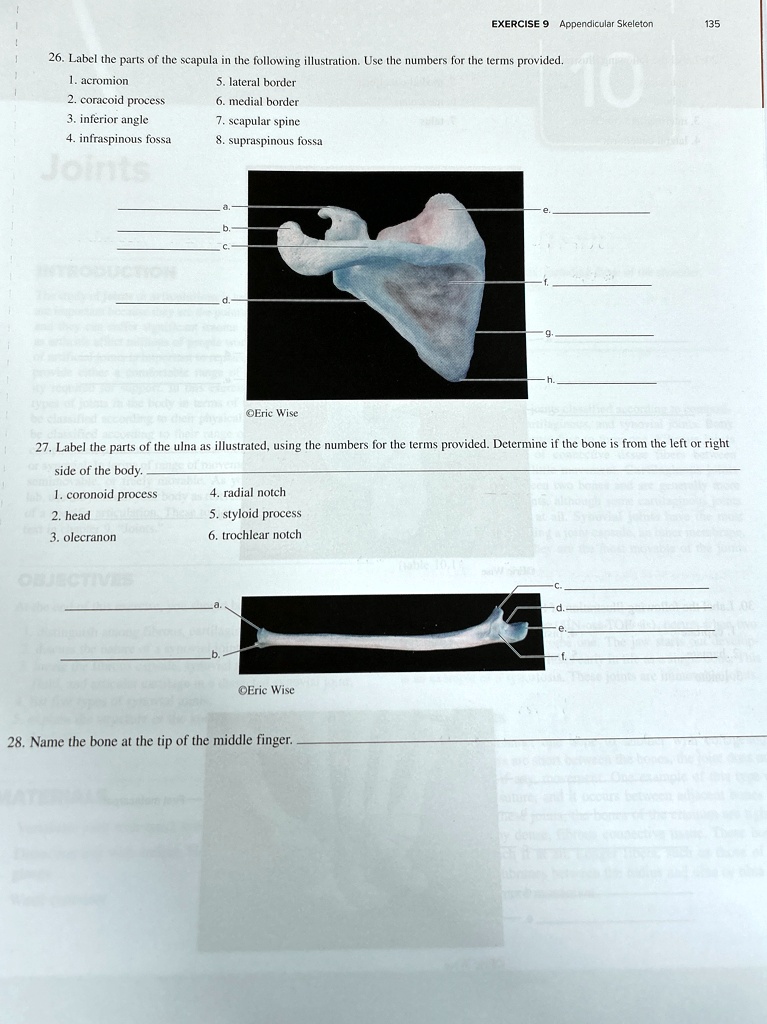 26 label the parts of the scapula in the following illustration use the numbers for the terms ...