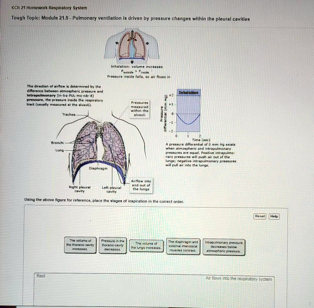 ch 21 homework respiratory system tough topic module 219 puimonary ...