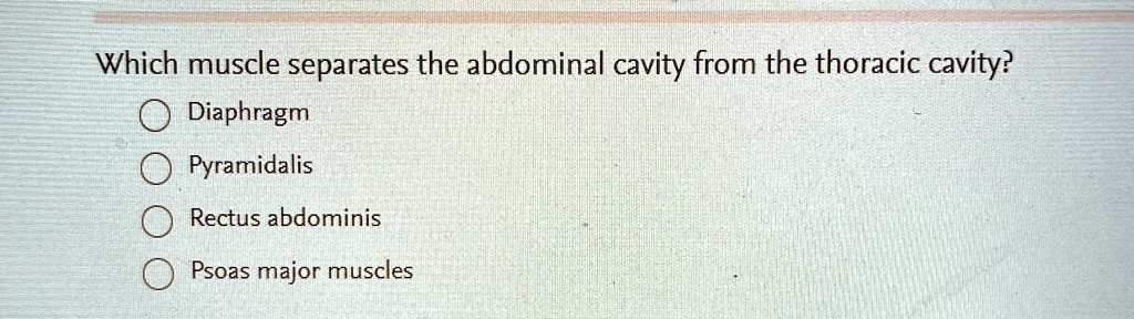 Which muscle separates the abdominal cavity from the thoracic cavity ...