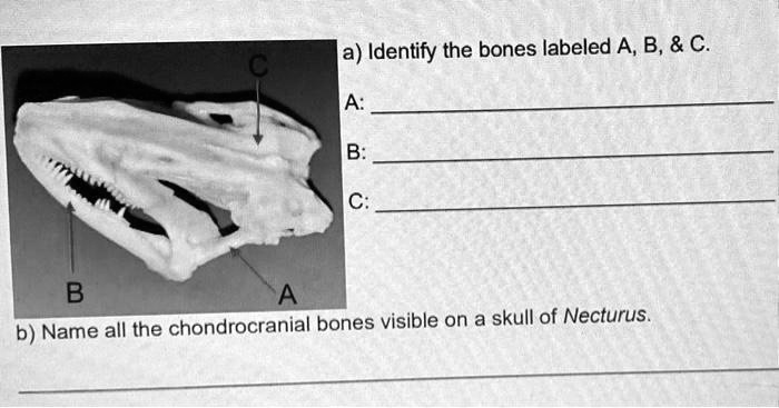 SOLVED: a) Identify the bones labeled A, B, C. b) Name all the ...