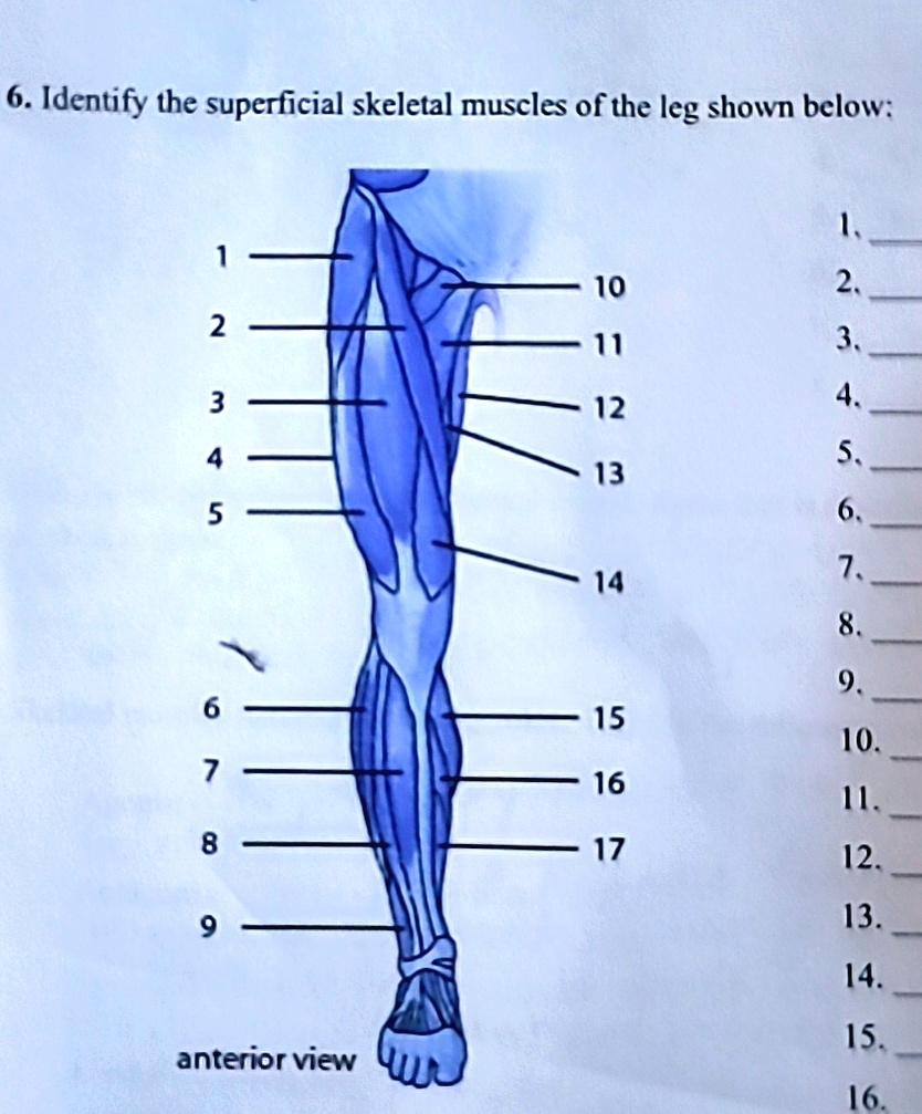 identify the superficial skeletal muscles of the leg shown below 6 ...