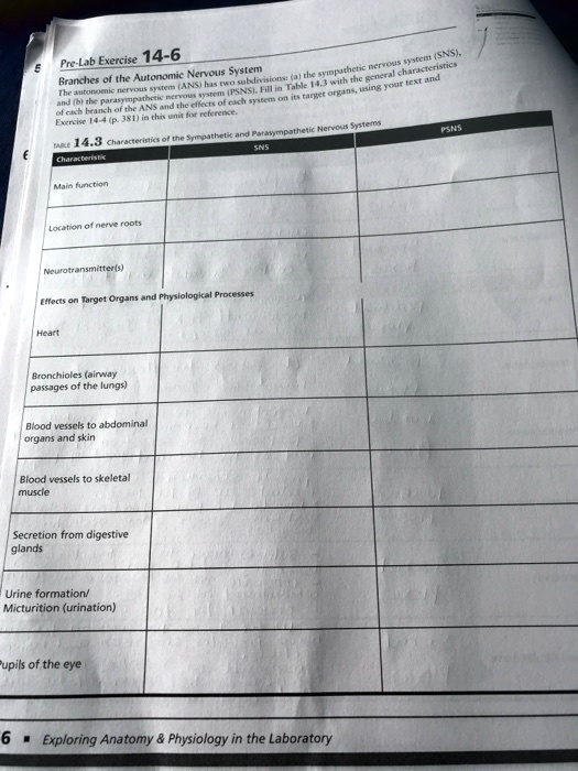 pre lab exercise 14 6 branches of the autonomic nervous system exercise ...