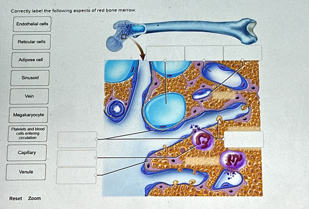 correctly label the following aspects of red bone marrow endothelial ...