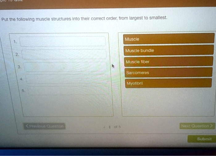 Put the following muscle structures into their correct order, from largest to smallest. 1. 2. 3 ...