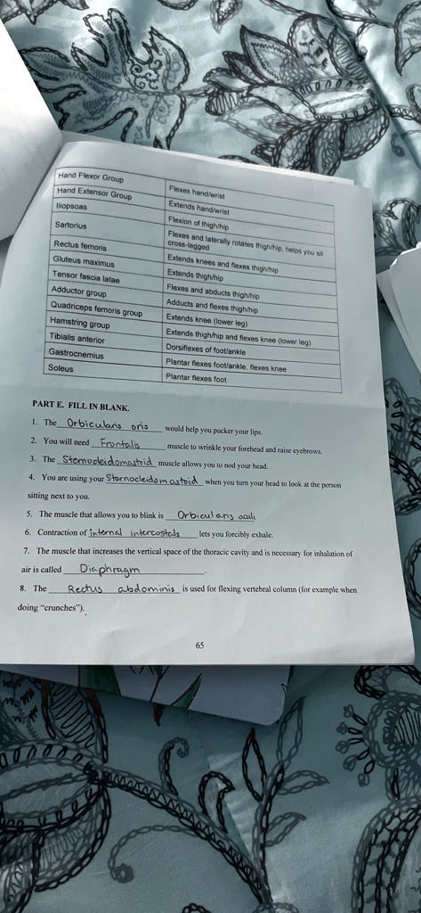 Hand Flexor Group Hand Extensor Group Iliopsoas Sartorius Rectus ...