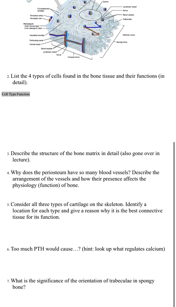 List the 4 types of cells found in the bone tissue and their functions ...