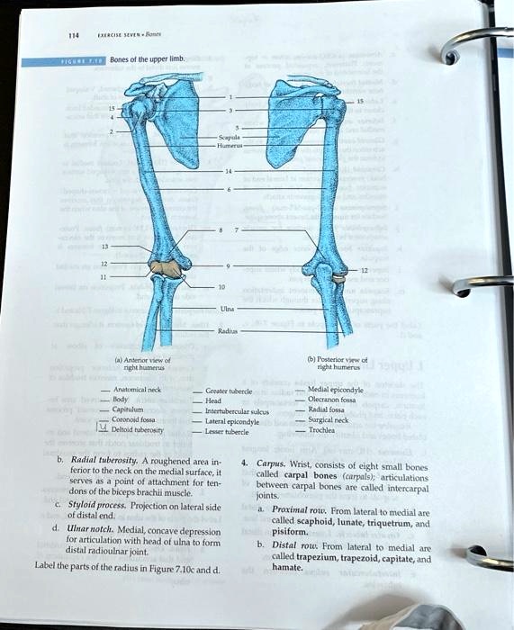 114 EXERCISE SEVEN Bones FIGURE 7.10 Bones of the upper limb. Scapula ...