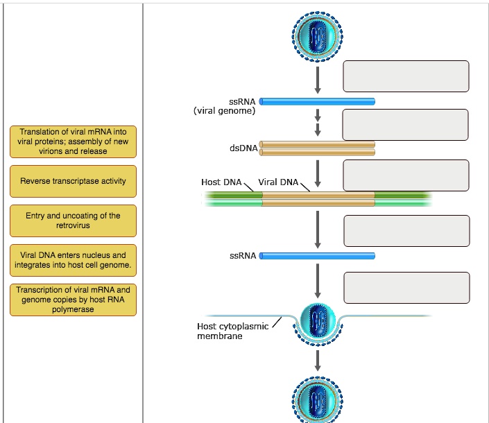 SOLVED:SSRNA (viral genome) Translation of viral IRNA into viral ...