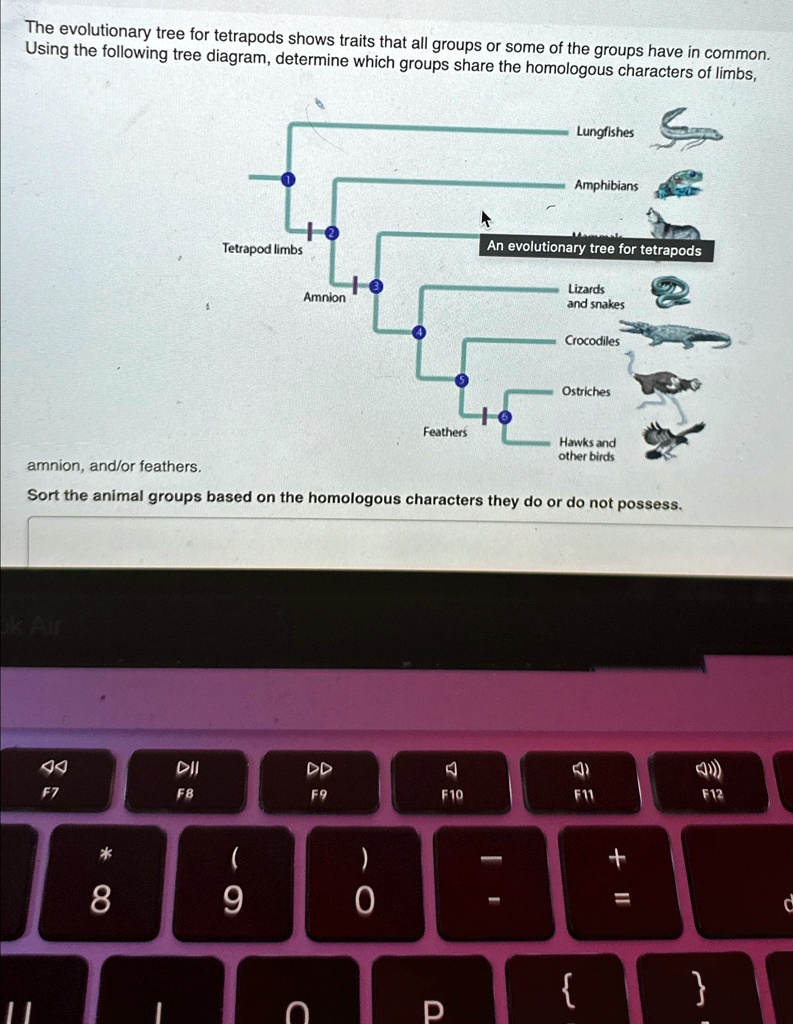 SOLVED: The evolutionary tree for tetrapods shows traits that all ...