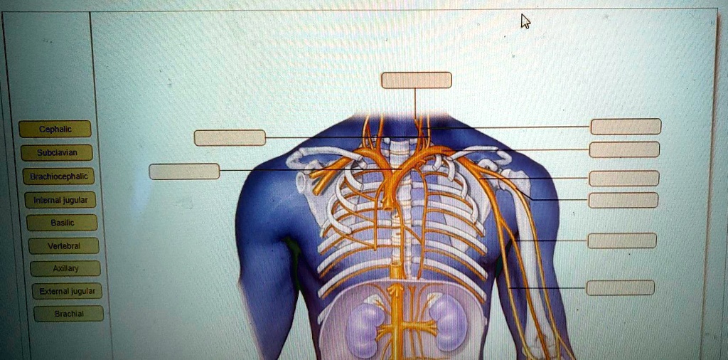 SOLVED: Cephalic Subclavian Brachiocephalic Internal jugular Basilic ...