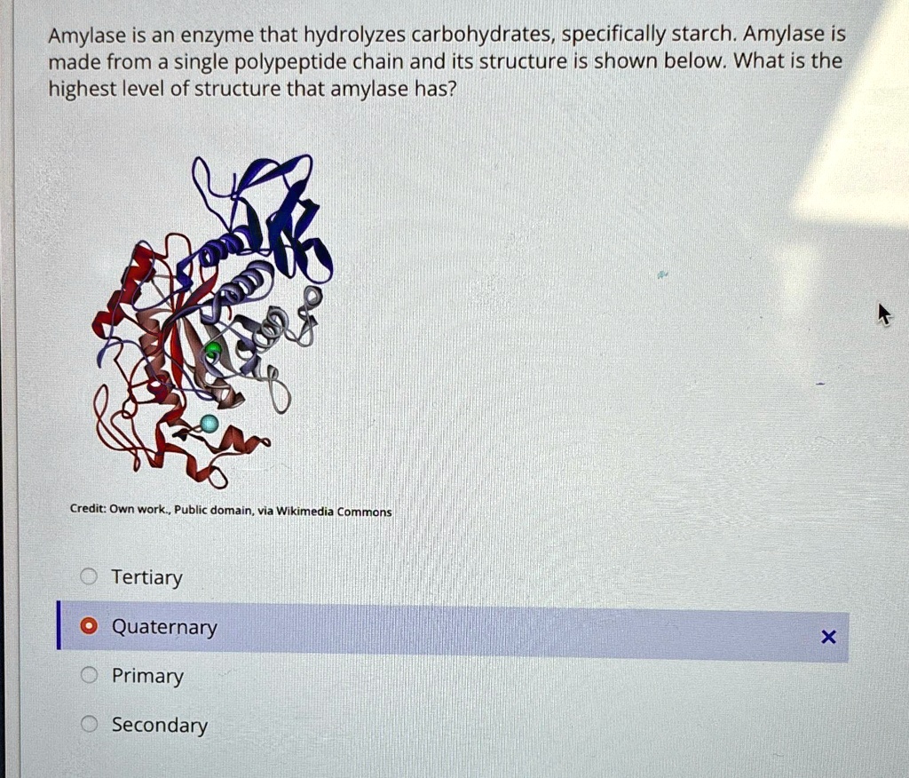 amylase is an enzyme that hydrolyzes carbohydrates specifically starch ...