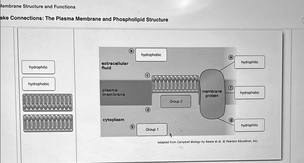 [GET ANSWER] Membrane Structure and Functions ake Connections: The ...