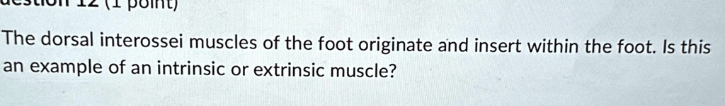the dorsal interossei muscles of the foot originate and insert within ...