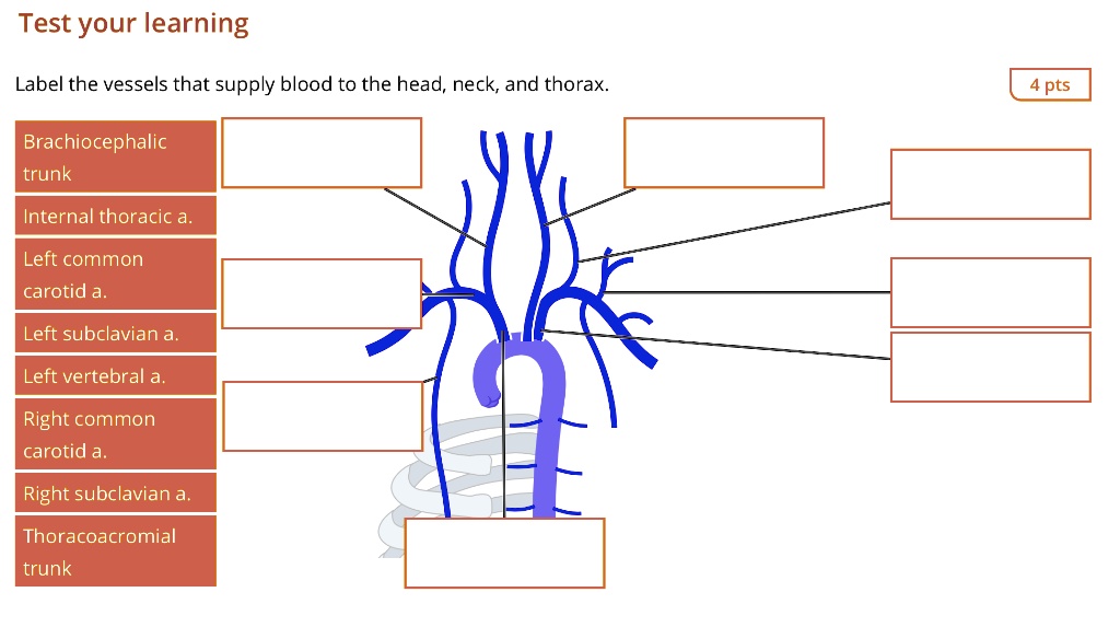 Test your learning Label the vessels that supply blood to the head ...