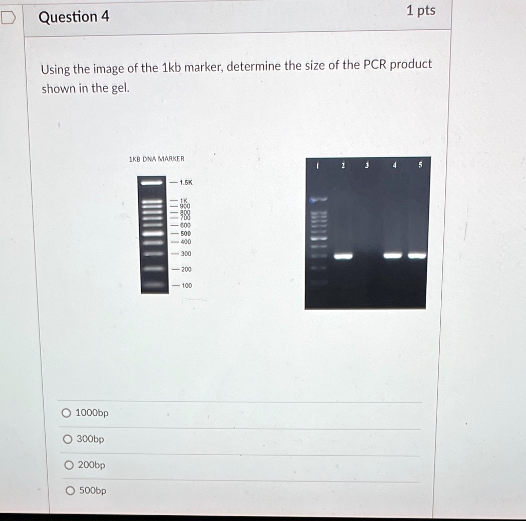 Question 4 1 pts Using the image of the 1kb marker, determine the size ...