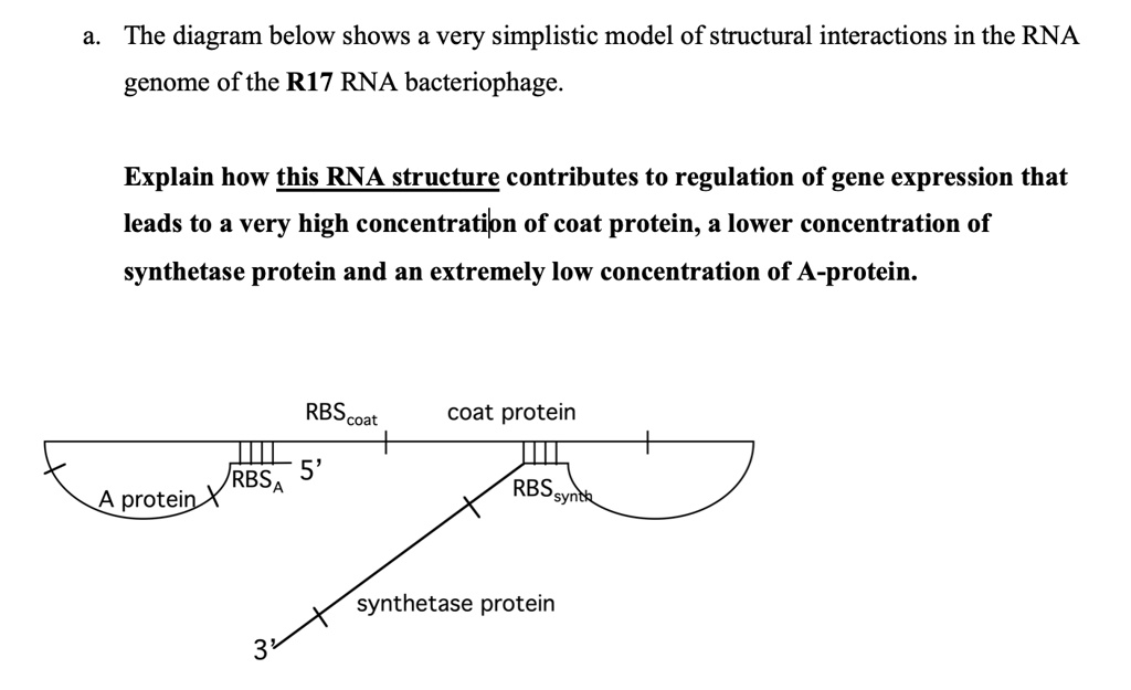 SOLVED: The diagram below shows a very simplistic model of structural ...