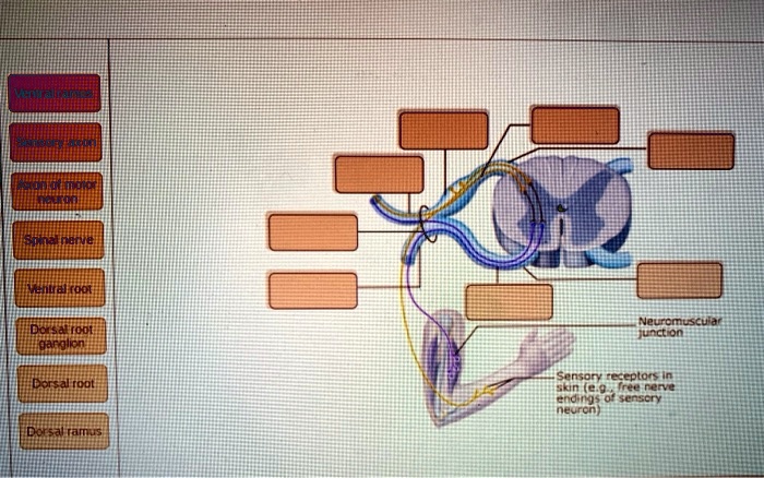 SOLVED: Drag the correct label to the appropriate location to identify the structures of the ...