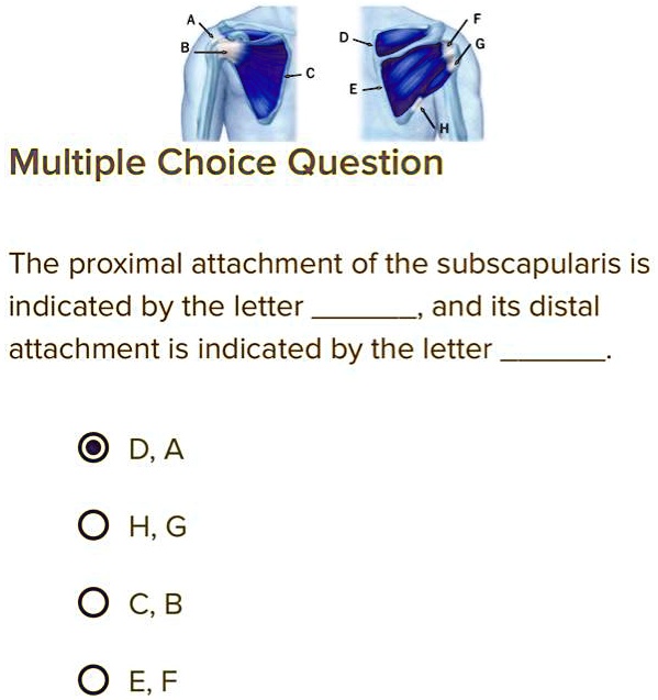 VIDEO solution: Multiple Choice Question The proximal attachment of the ...