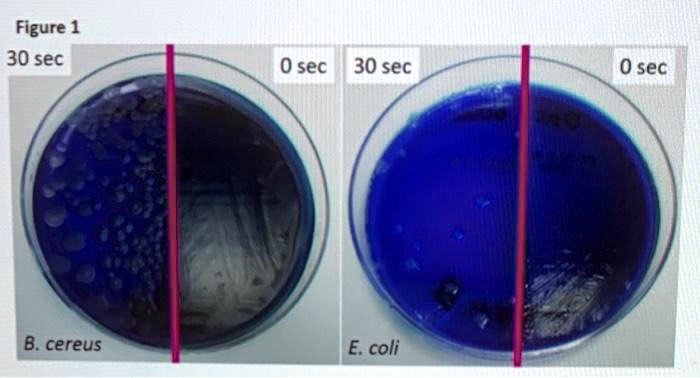 MICROBIOLOGY! The results of a UV experiment are shown above. Bacillus ...