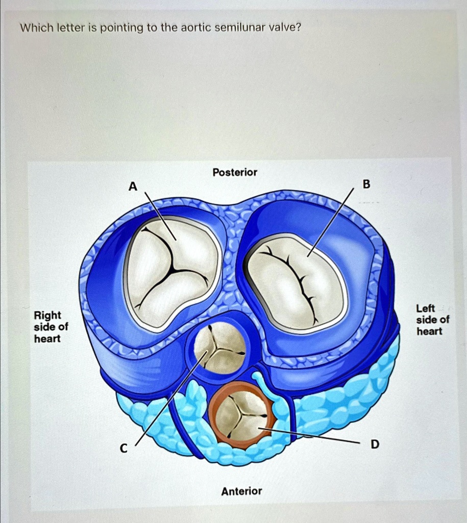 which letter is pointing to the aortic semilunar valve anterior which ...