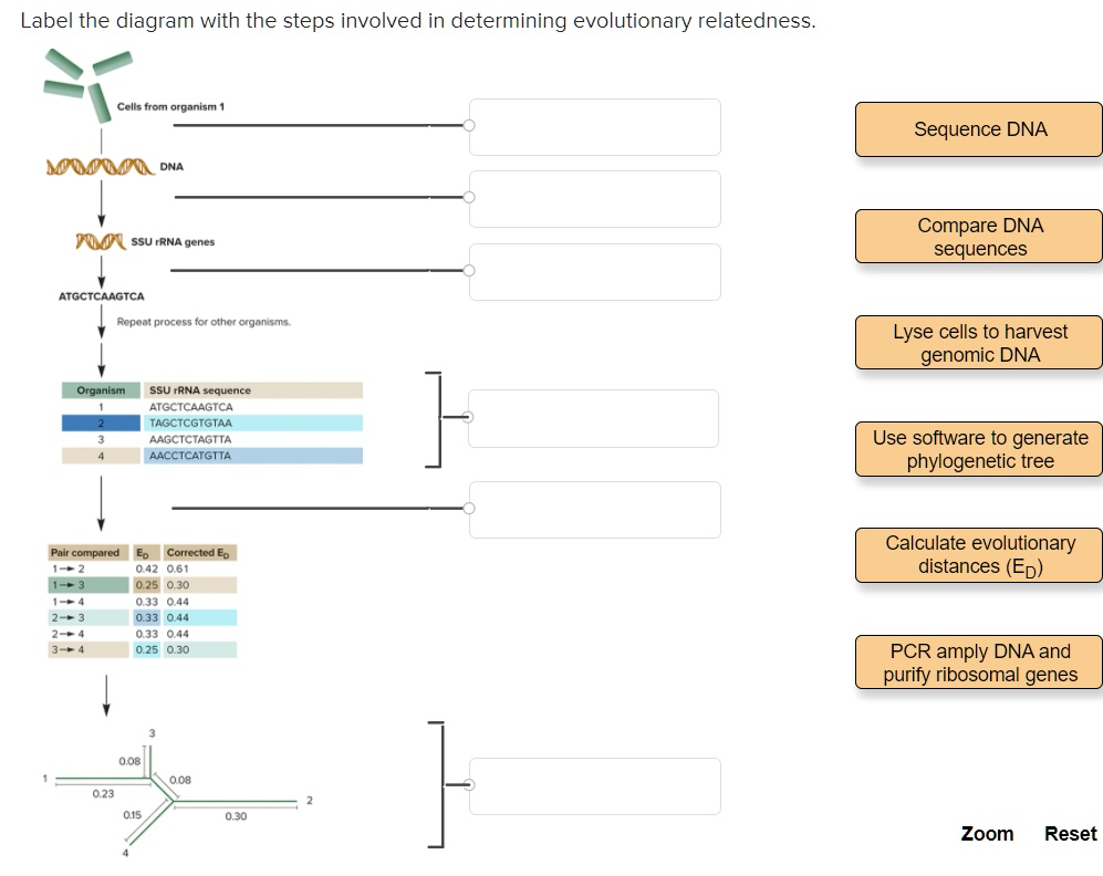 SOLVED: Title: Determining Evolutionary Relatedness: Steps and ...