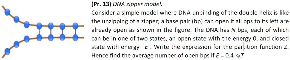 SOLVED:(Pr. 13) DNA zipper model. Consider a simple model where DNA ...