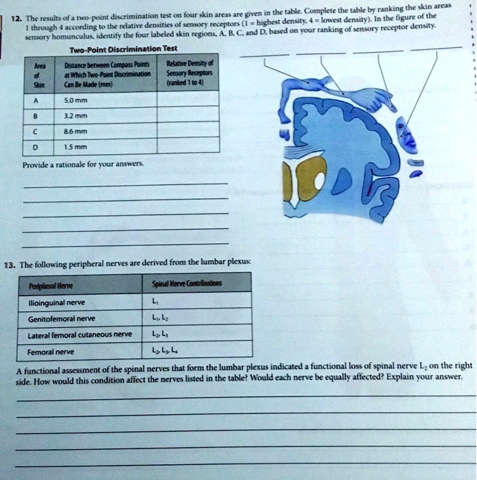 SOLVED: Sensory homunculus: Identifying the four labeled skin regions ...