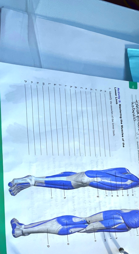 13 anconevs activity 5 mastering the muscles of the lower limb identify ...